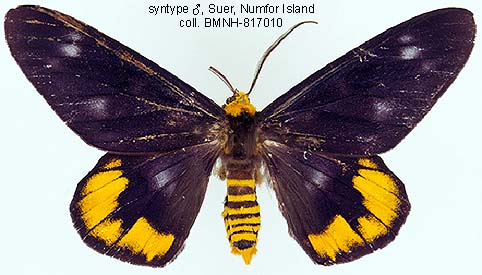 Papua Insects Foundation (Lepidoptera/Geometridae(Geometrinae ...